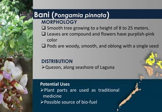 Selected Indigenous Plants from Southern Tagalog Region of the ...