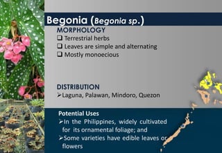 Selected Indigenous Plants from Southern Tagalog Region of the ...