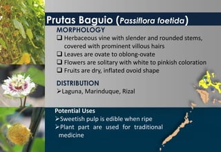 Selected Indigenous Plants from Southern Tagalog Region of the ...