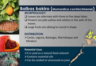 Selected Indigenous Plants from Southern Tagalog Region of the ...