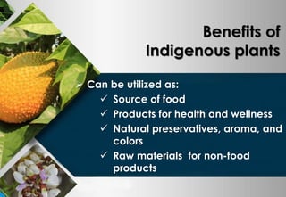 Selected Indigenous Plants from Southern Tagalog Region of the ...