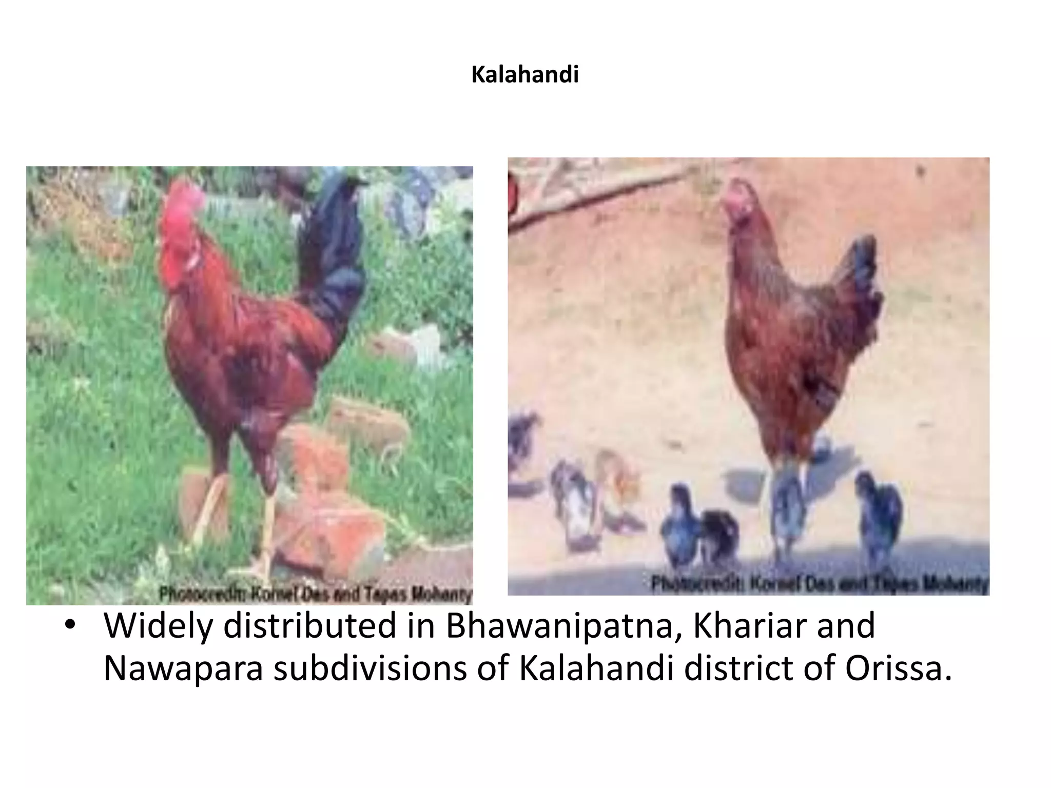 Indigenous fowl in india | PPTX