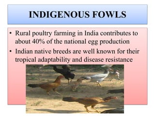 Indigenous fowl in india | PPTX