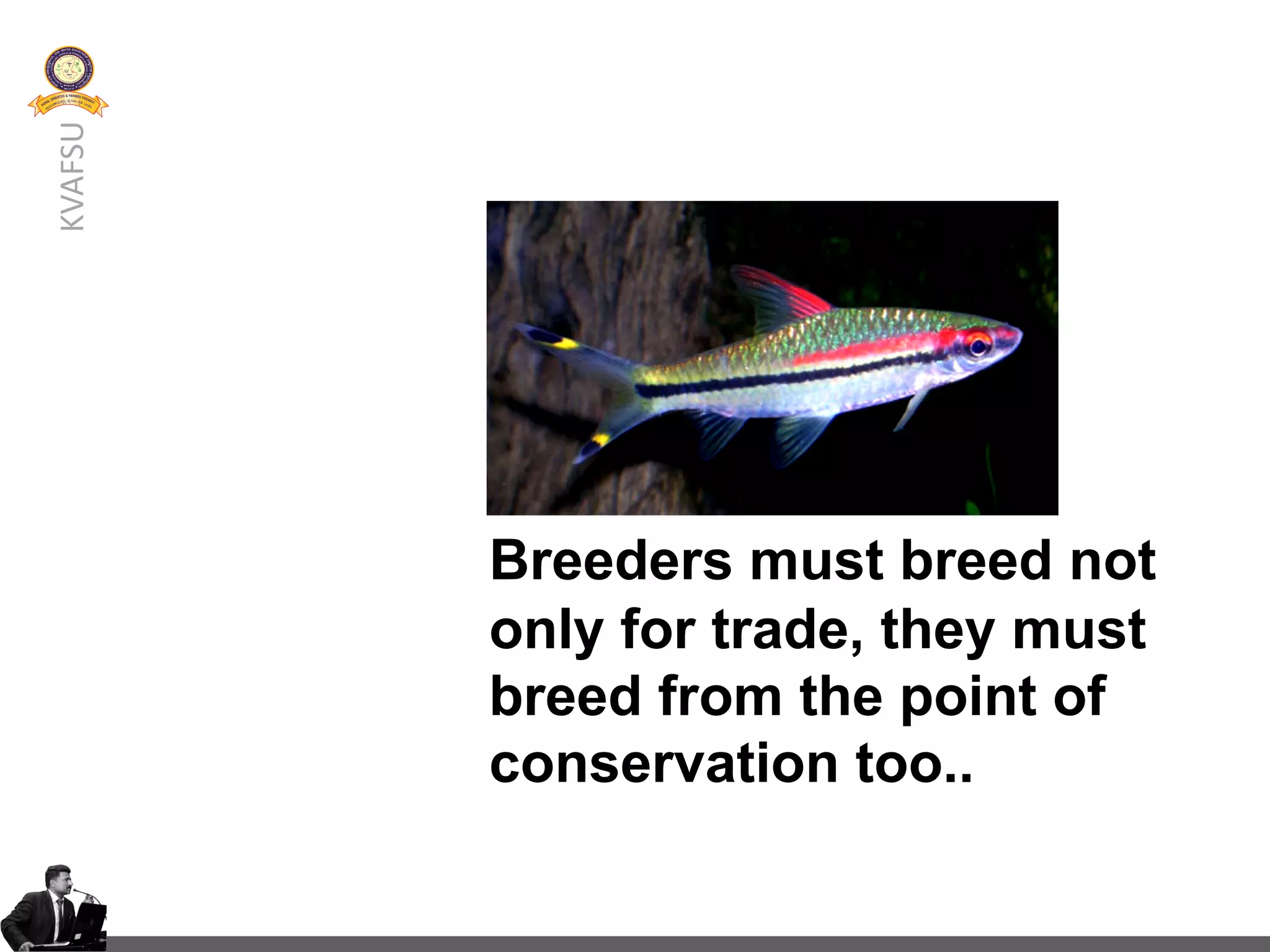 Indigenous ornamental fishes | PDF