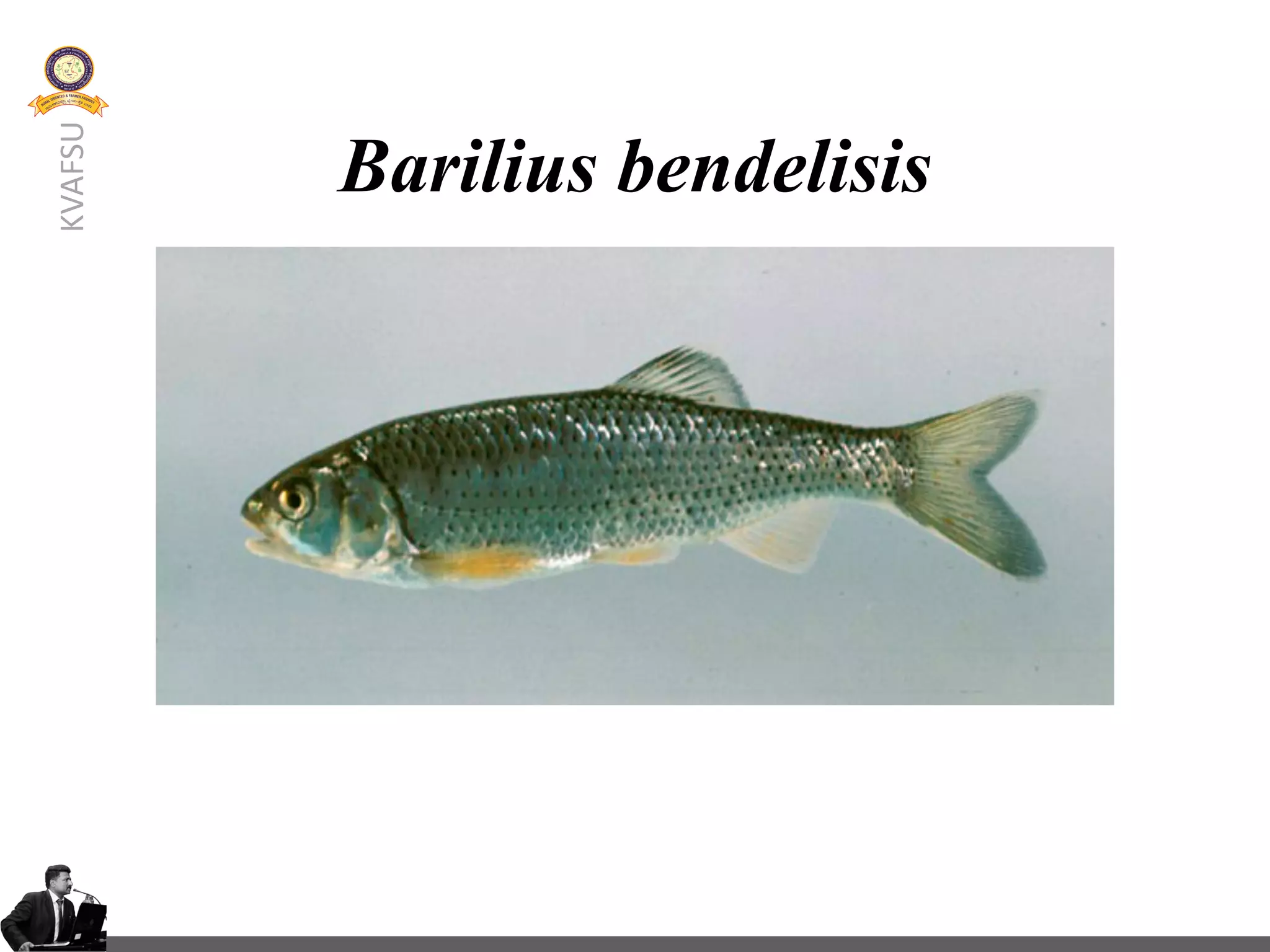 Indigenous ornamental fishes | PDF