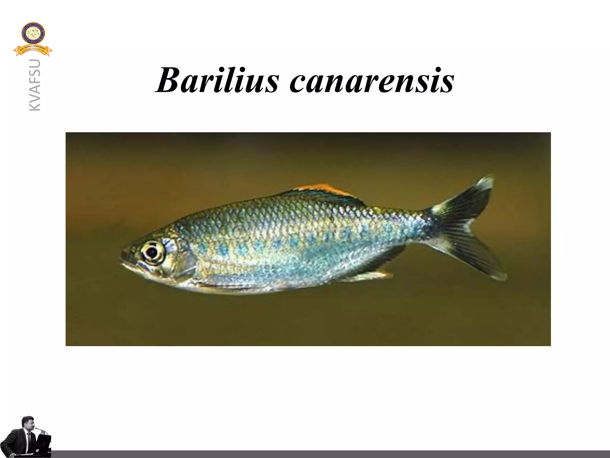 Indigenous ornamental fishes | PDF