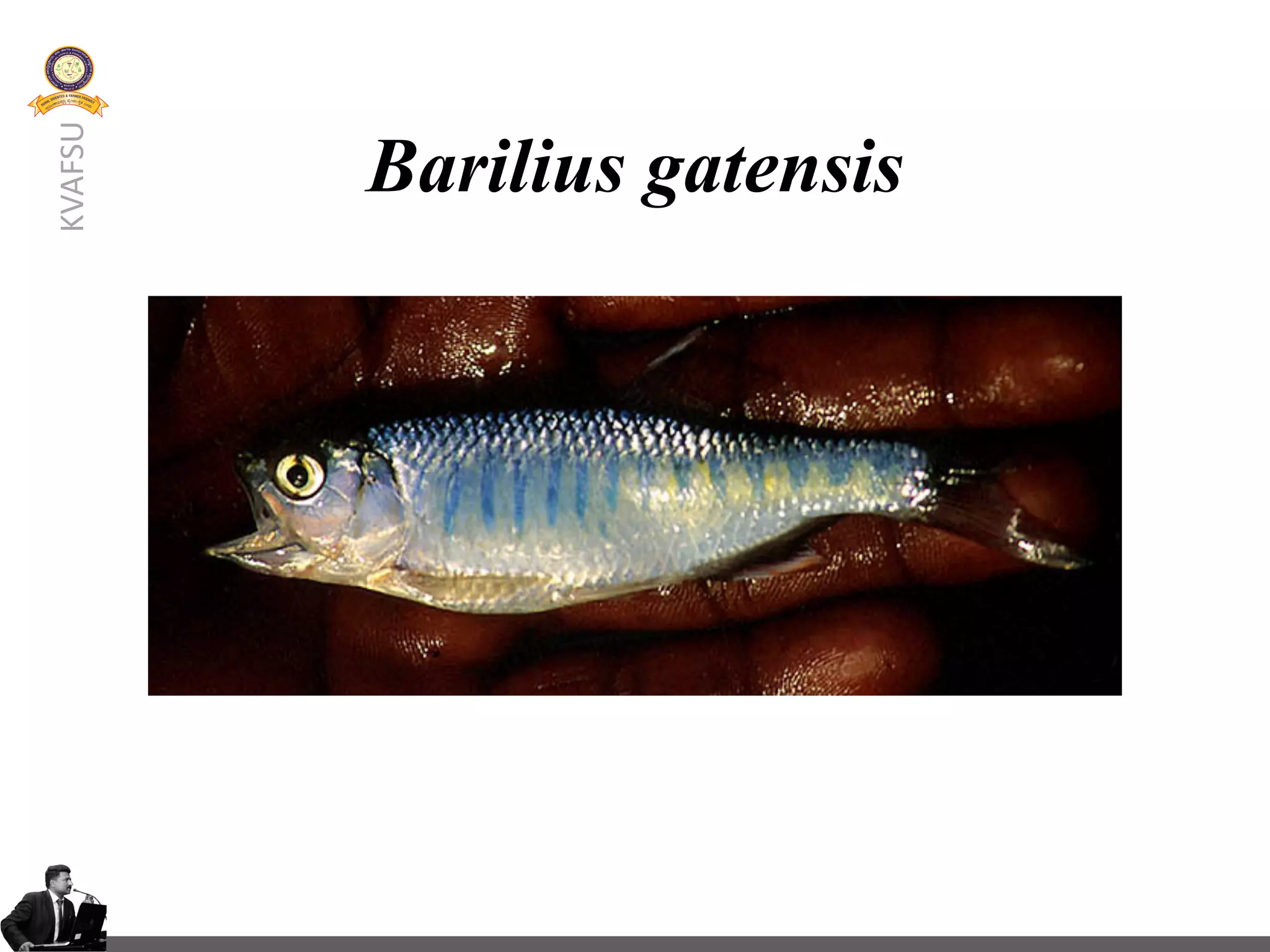 Indigenous ornamental fishes | PDF