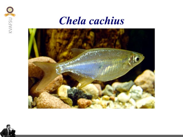 Indigenous ornamental fishes | PDF
