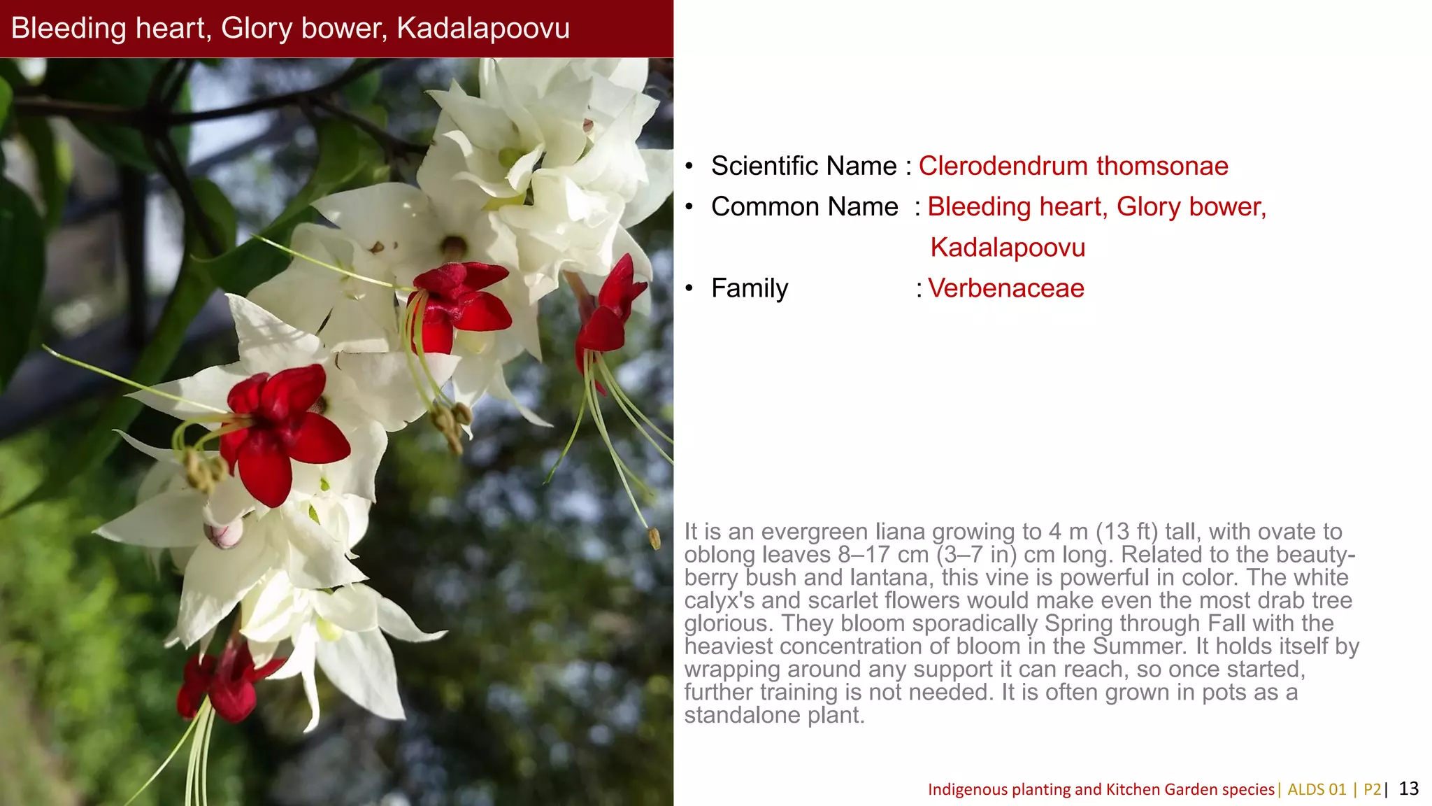 Indigenous plant species of Kerala | PDF