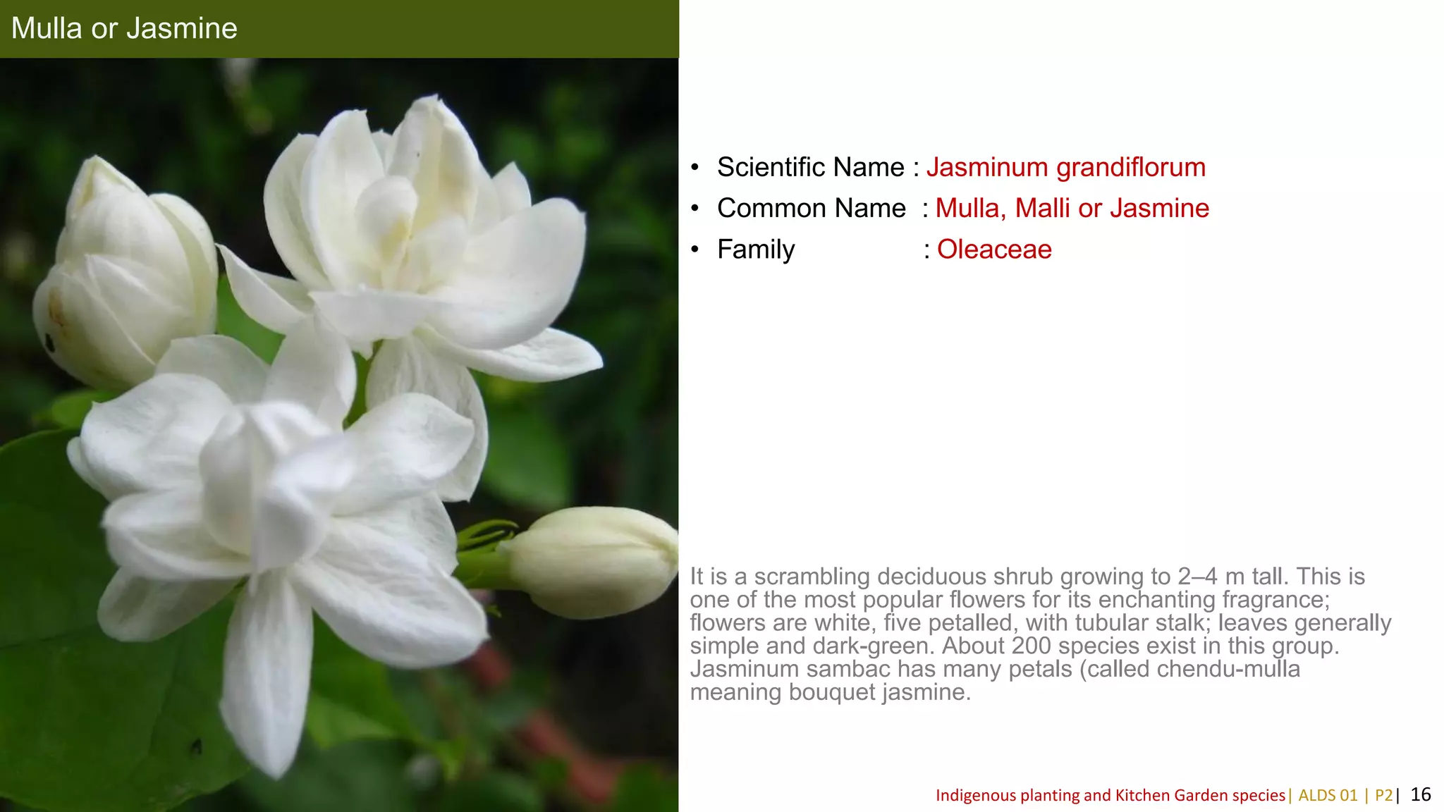 Indigenous plant species of Kerala | PDF