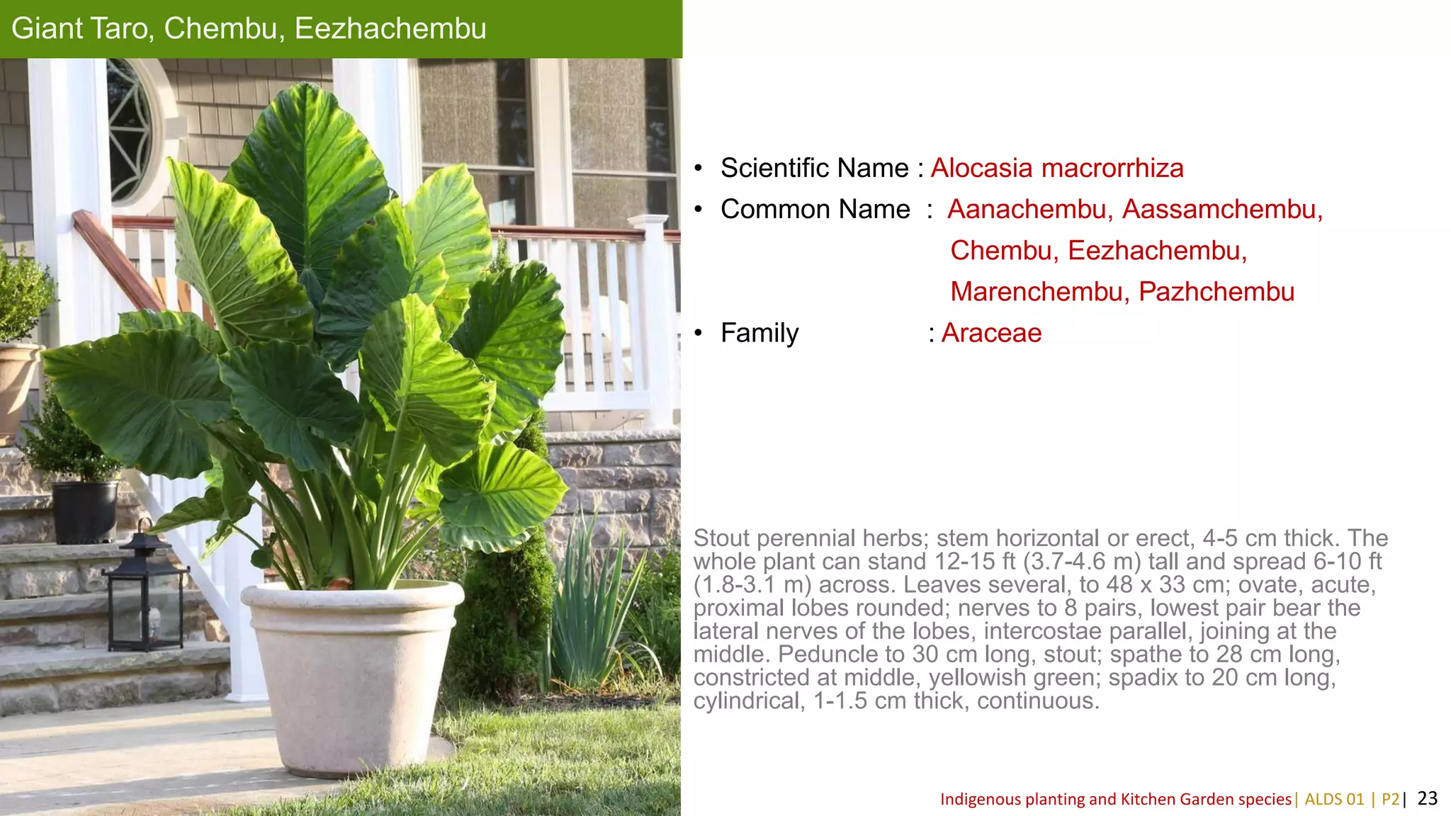 Indigenous plant species of Kerala | PDF