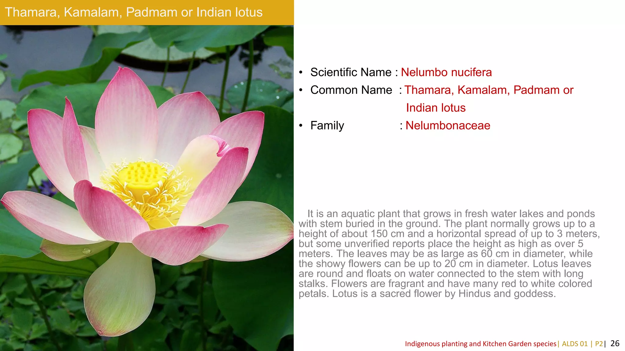 Indigenous plant species of Kerala | PDF