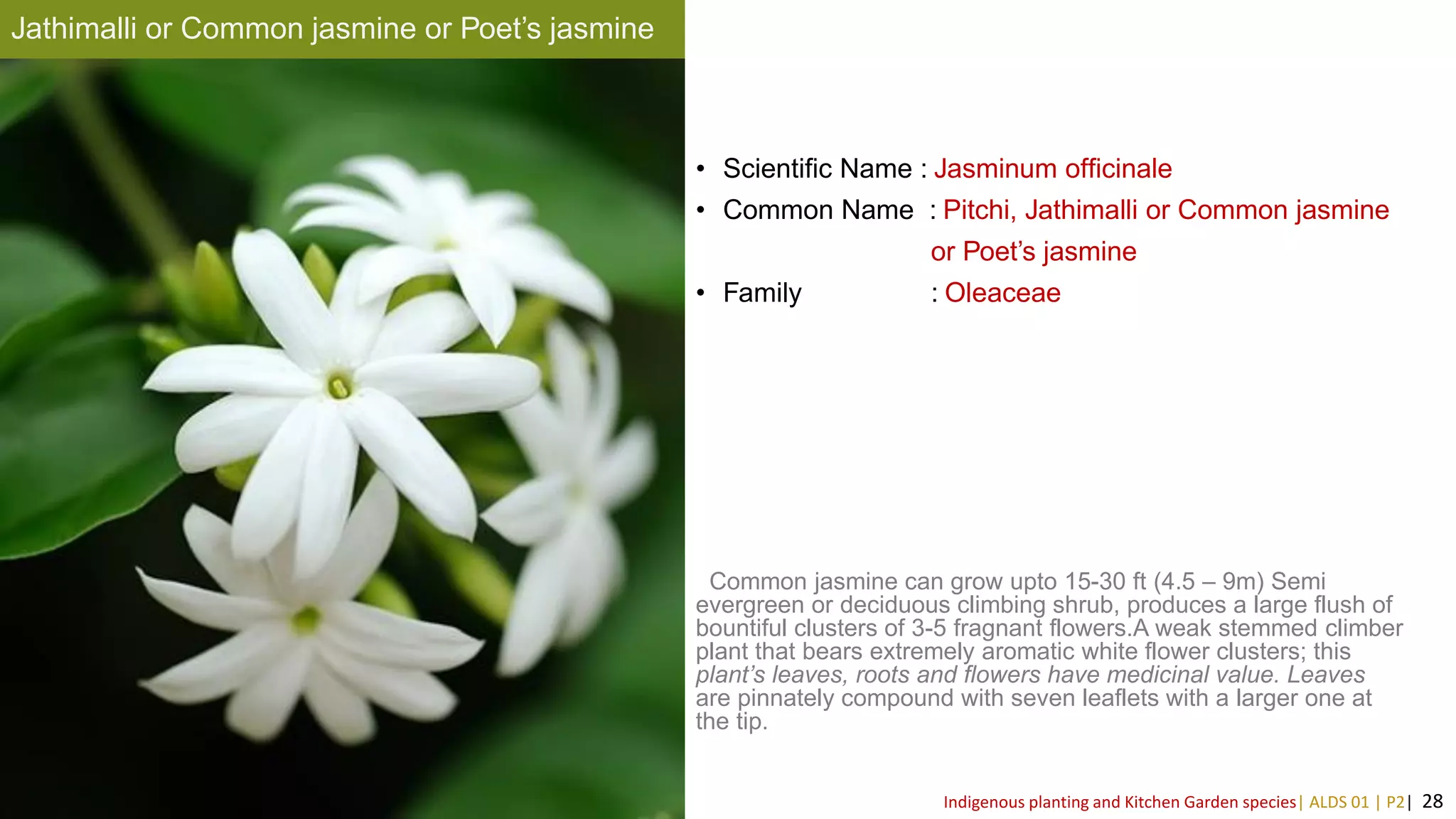 Indigenous plant species of Kerala | PDF