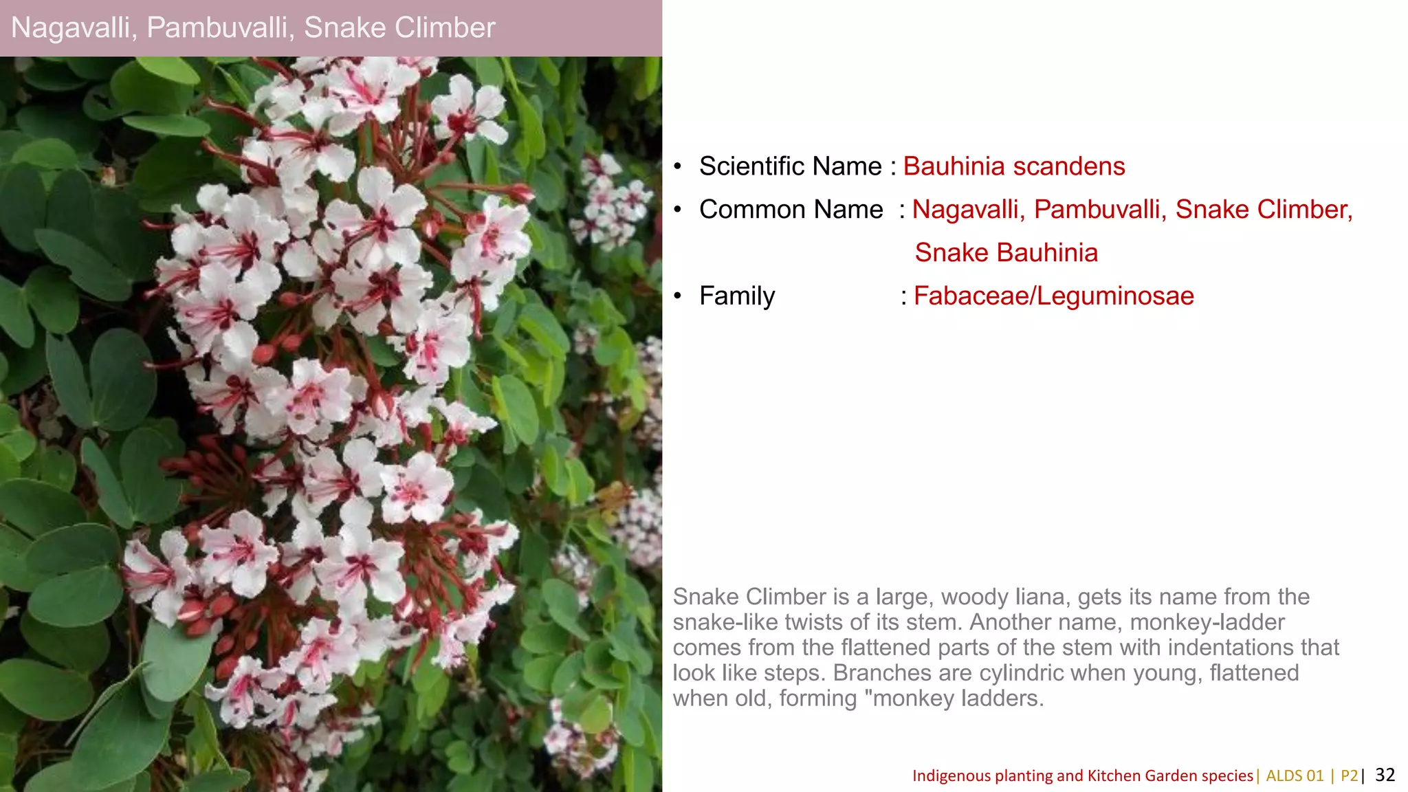 Indigenous plant species of Kerala | PDF