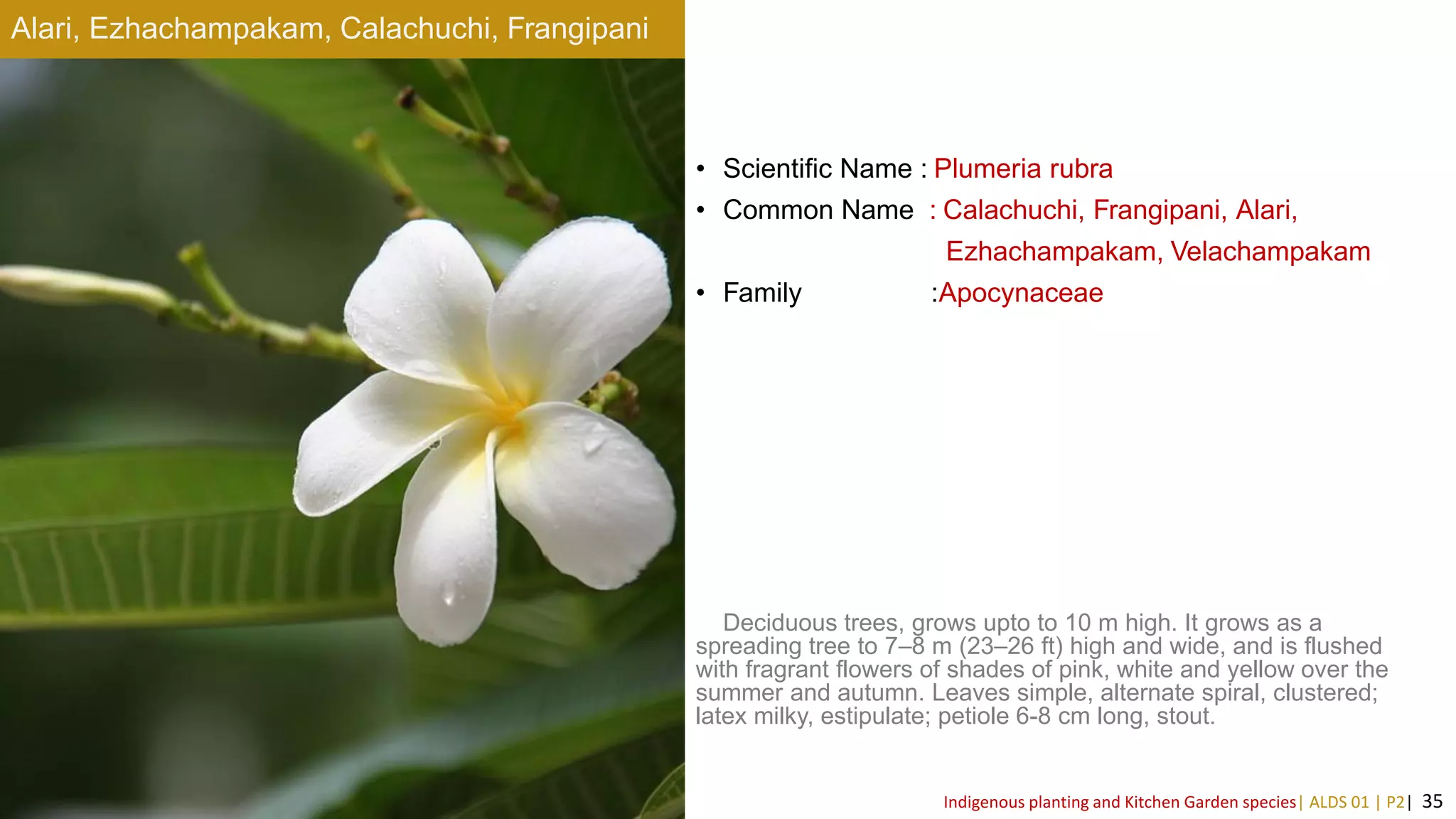 Indigenous plant species of Kerala | PDF