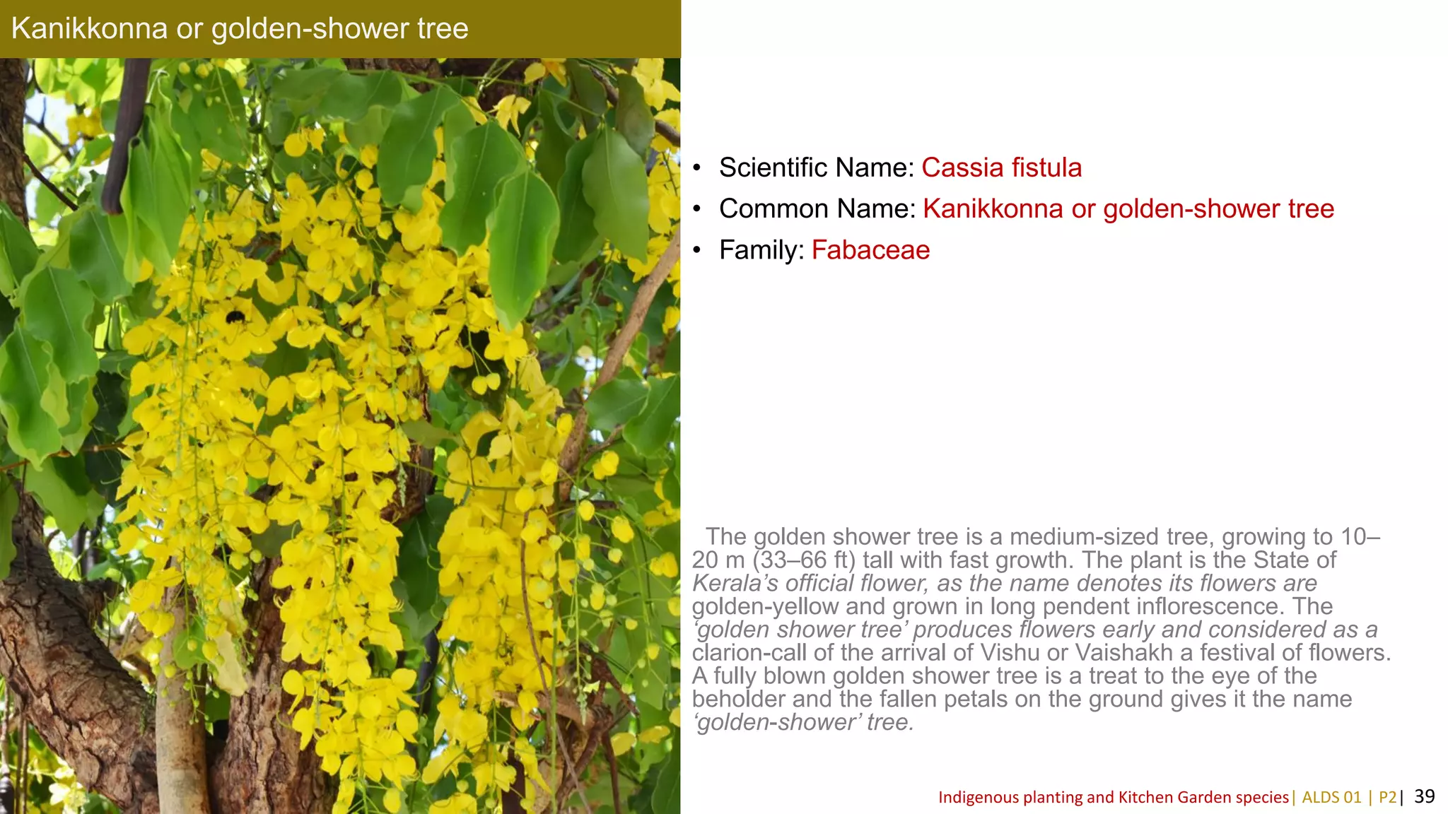 Indigenous plant species of Kerala | PDF