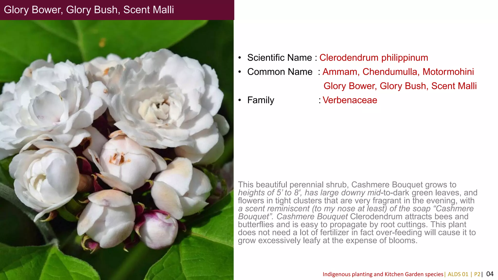 Indigenous plant species of Kerala | PDF