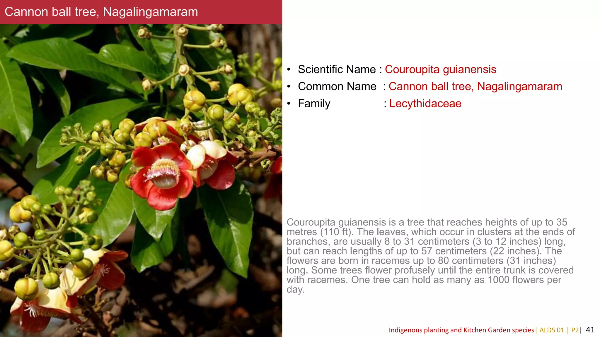 Indigenous plant species of Kerala | PDF