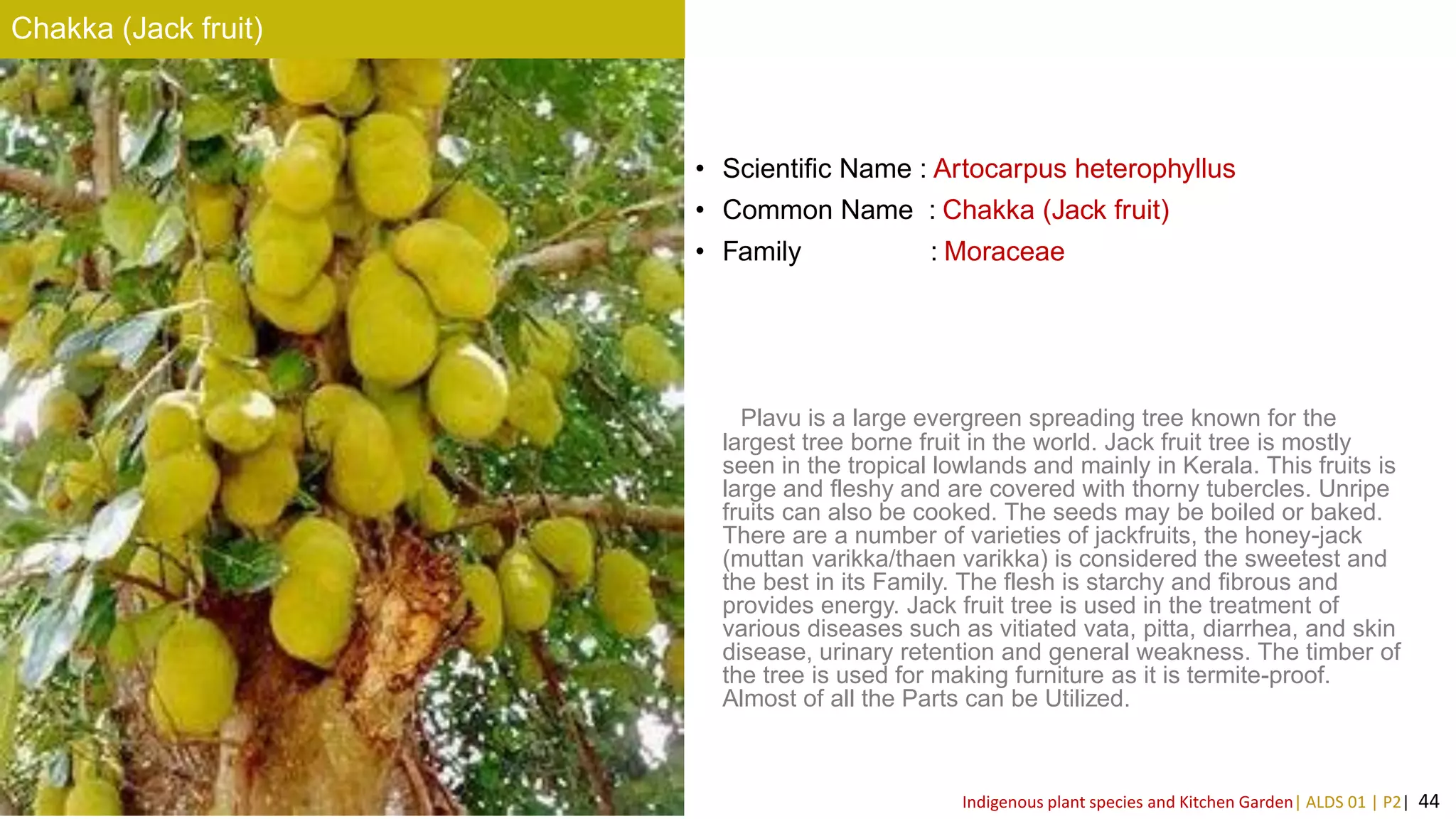 Indigenous plant species of Kerala | PDF
