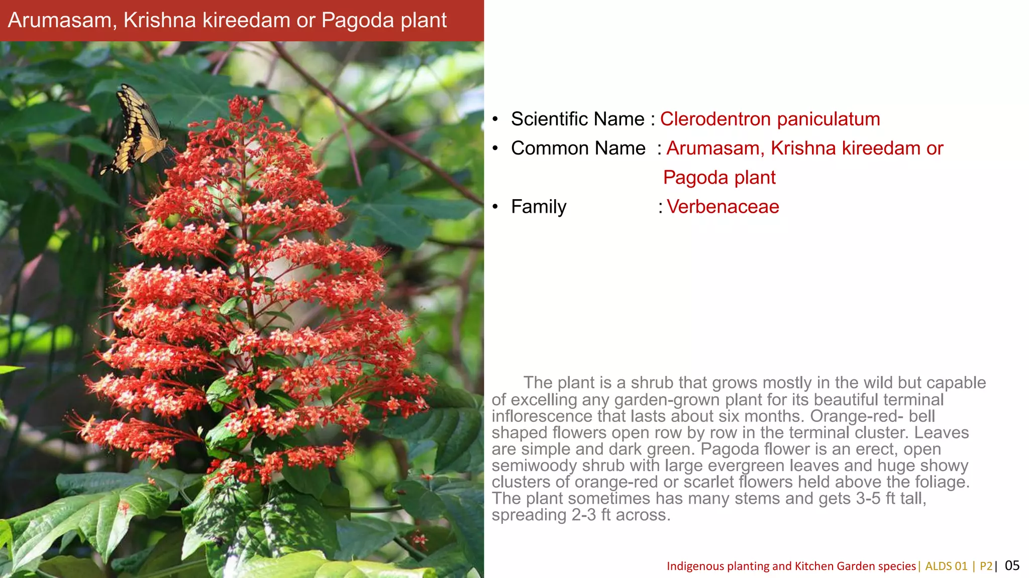 Indigenous plant species of Kerala | PDF