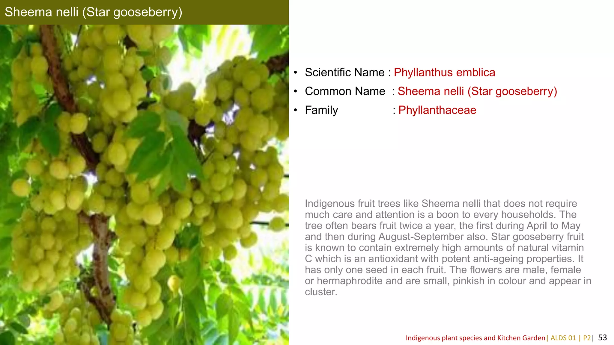 Indigenous plant species of Kerala | PDF