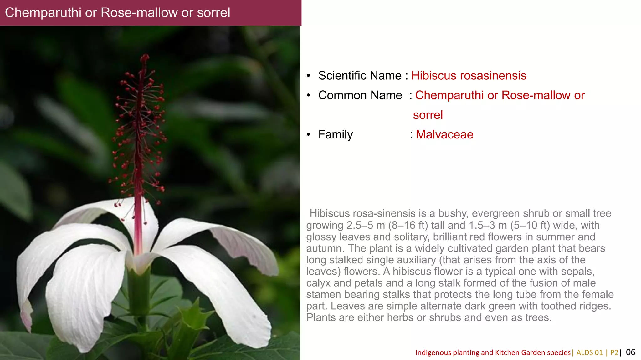 Indigenous plant species of Kerala | PDF