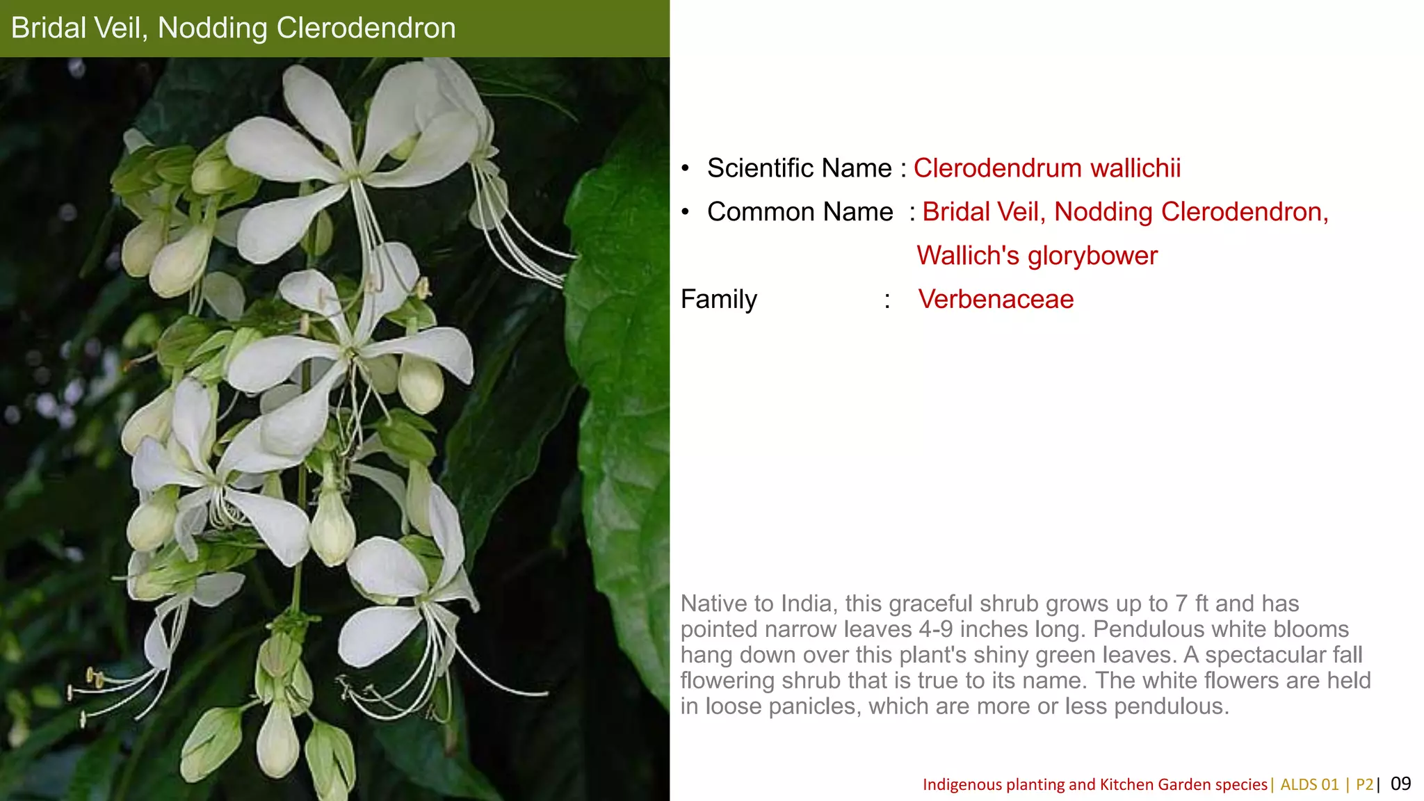 Indigenous plant species of Kerala | PDF