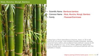 Indigenous plant species of Kerala | PDF
