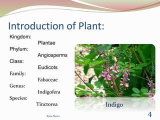 Production Technology of Indigo | PPTX