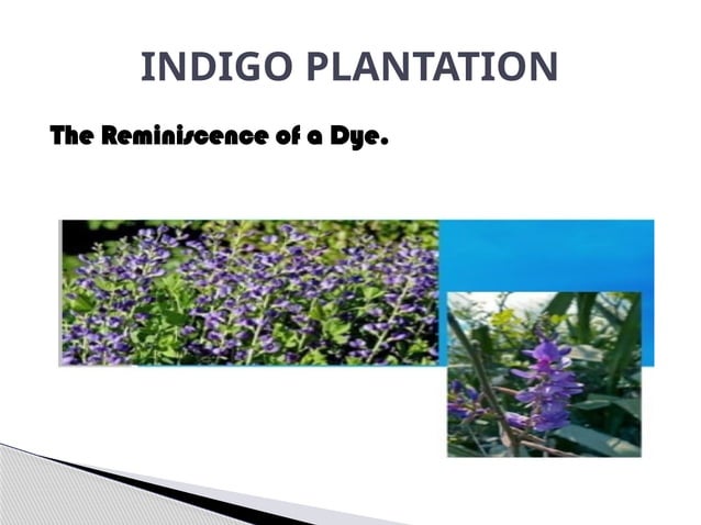 INDIGO Class 12 ENGLISH, Dav Chandrasekharpur | PPTX | Hinduism ...