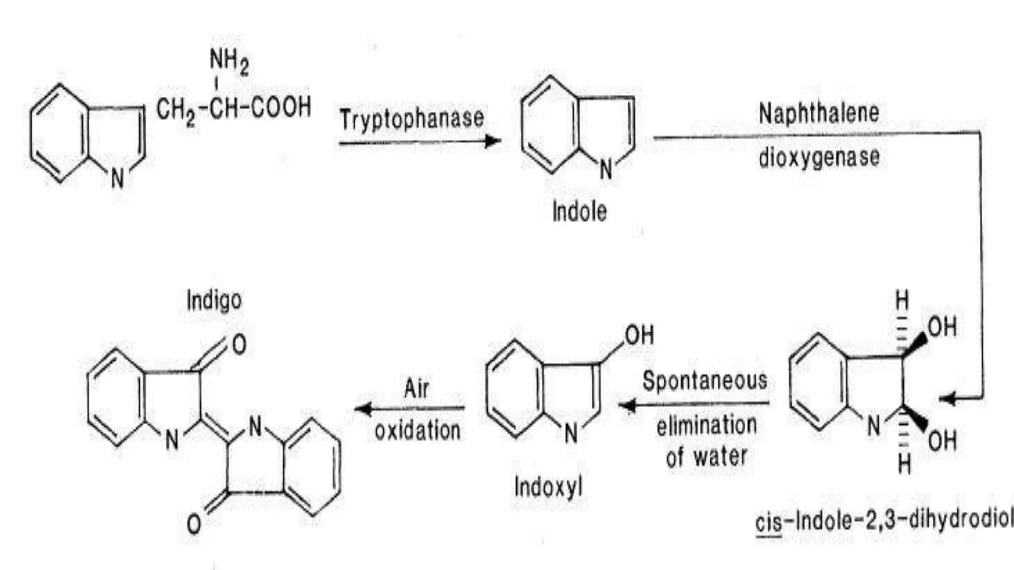 Microbial Synthesis of Indigo | PPTX