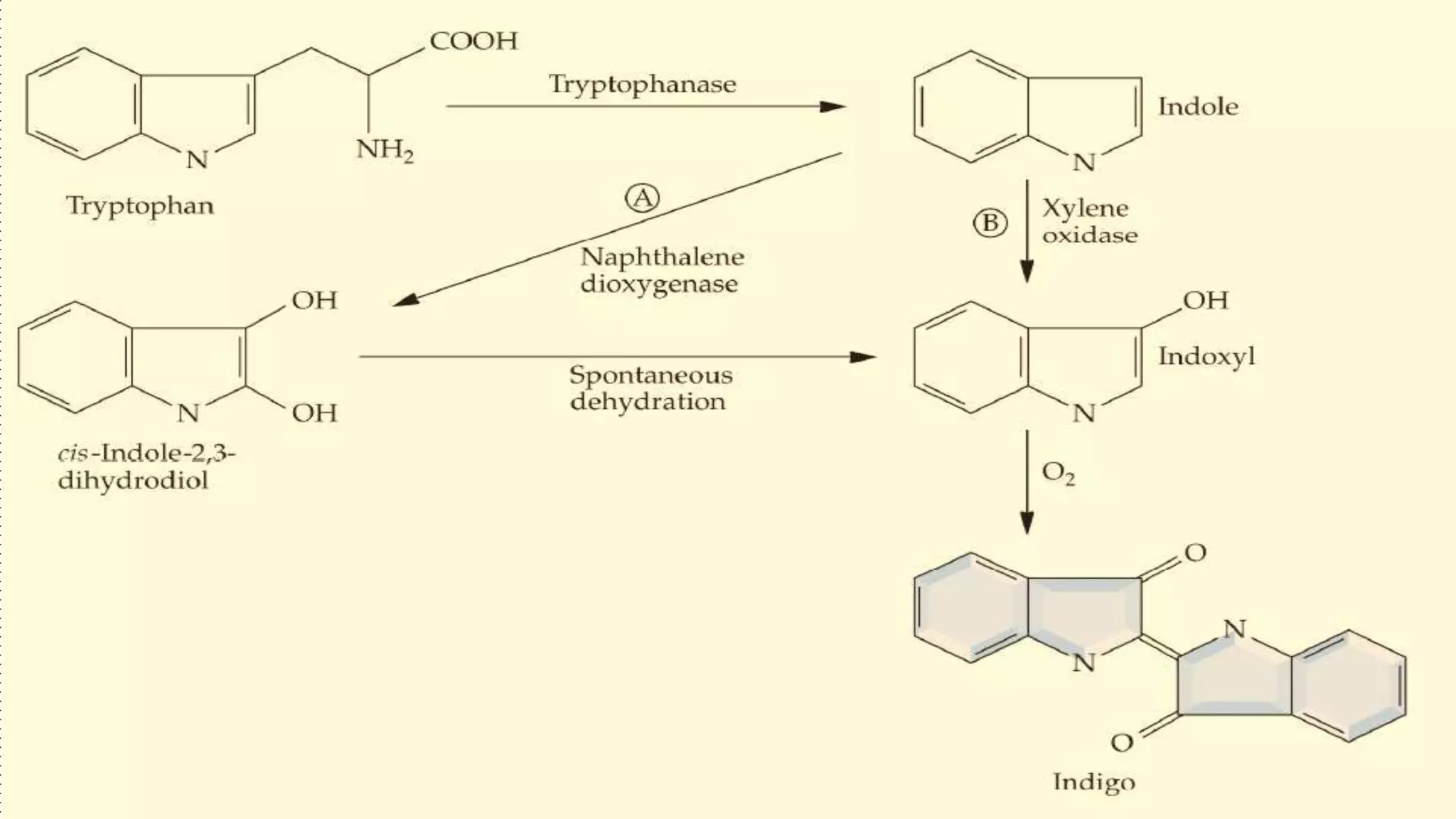 Microbial Synthesis of Indigo | PPTX