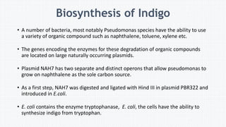 Microbial Synthesis of Indigo | PPTX