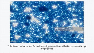 Microbial Synthesis of Indigo | PPTX