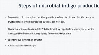 Microbial Synthesis of Indigo | PPTX