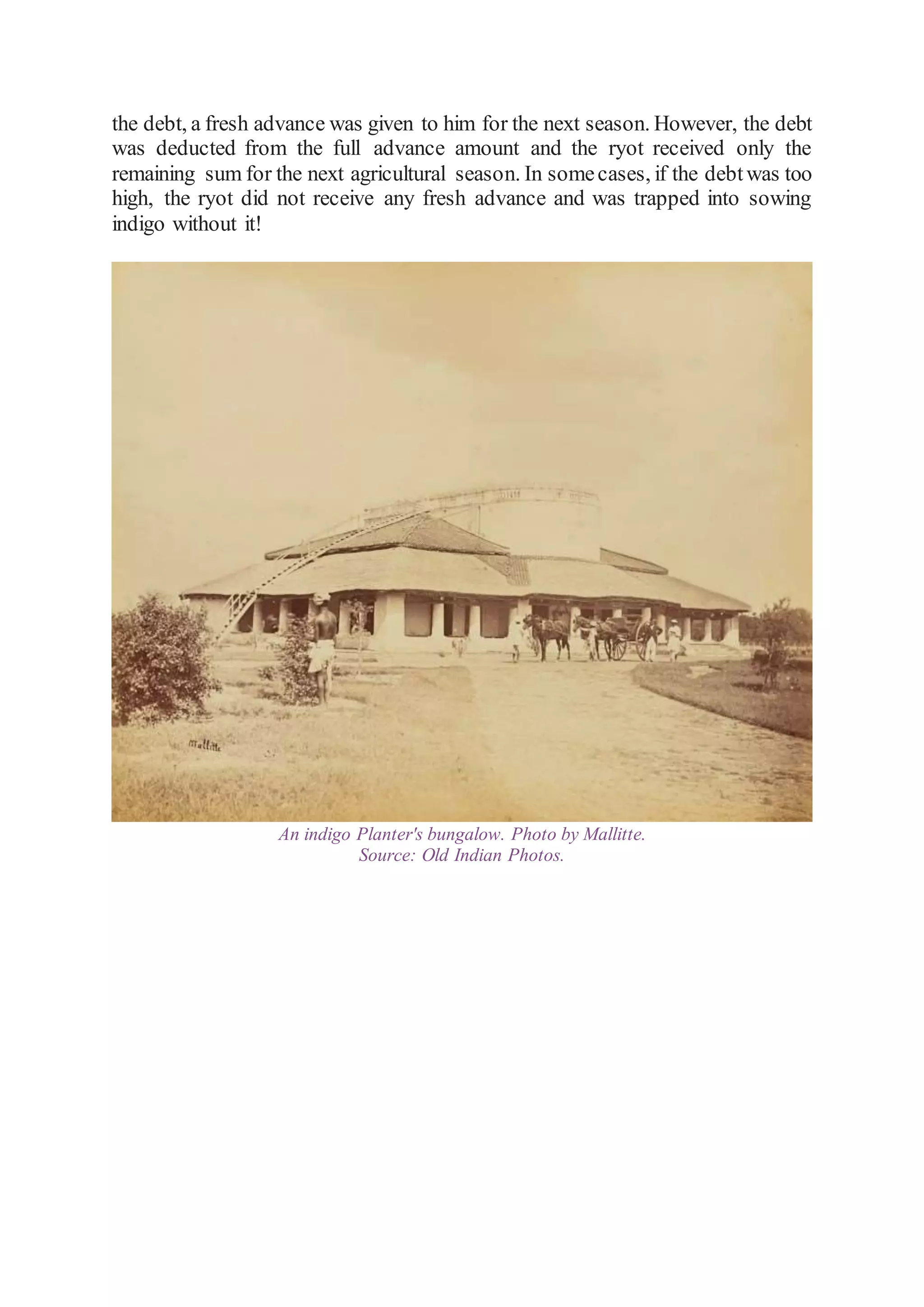 Indigo Revolt in Bengal | DOCX