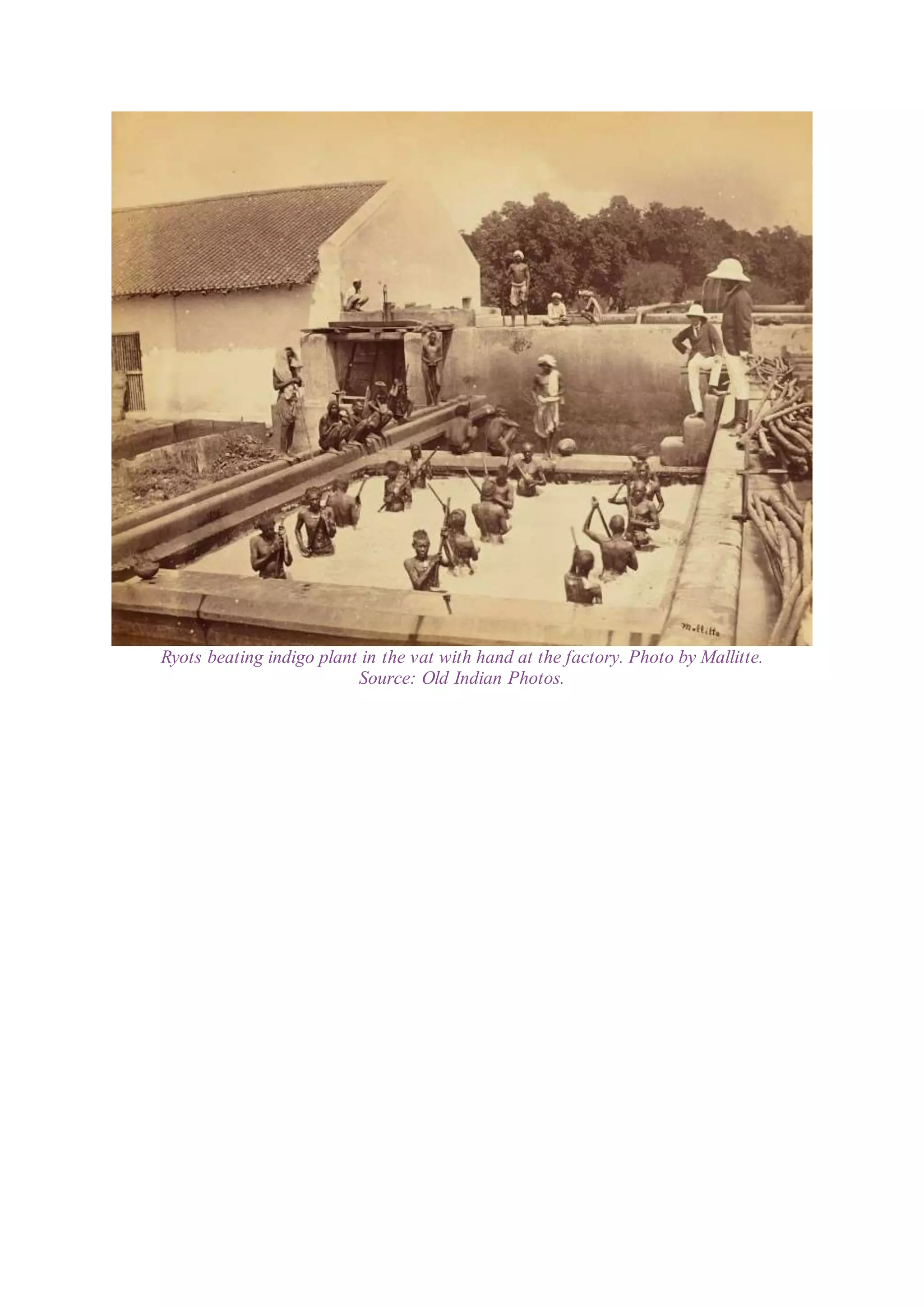 Indigo Revolt in Bengal | DOCX