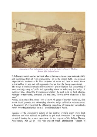 Indigo Revolt in Bengal | DOCX