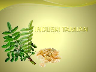 Indijski tamjan | PPT