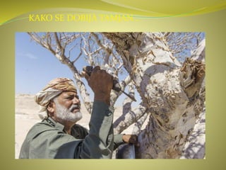 Indijski tamjan | PPT