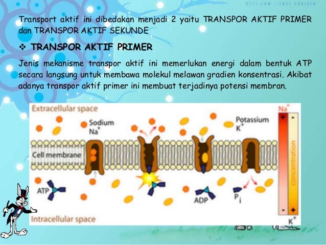 Transpor aktif