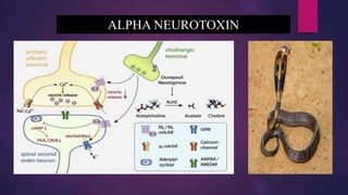 VENOM AND ANTIVENOM | PPTX