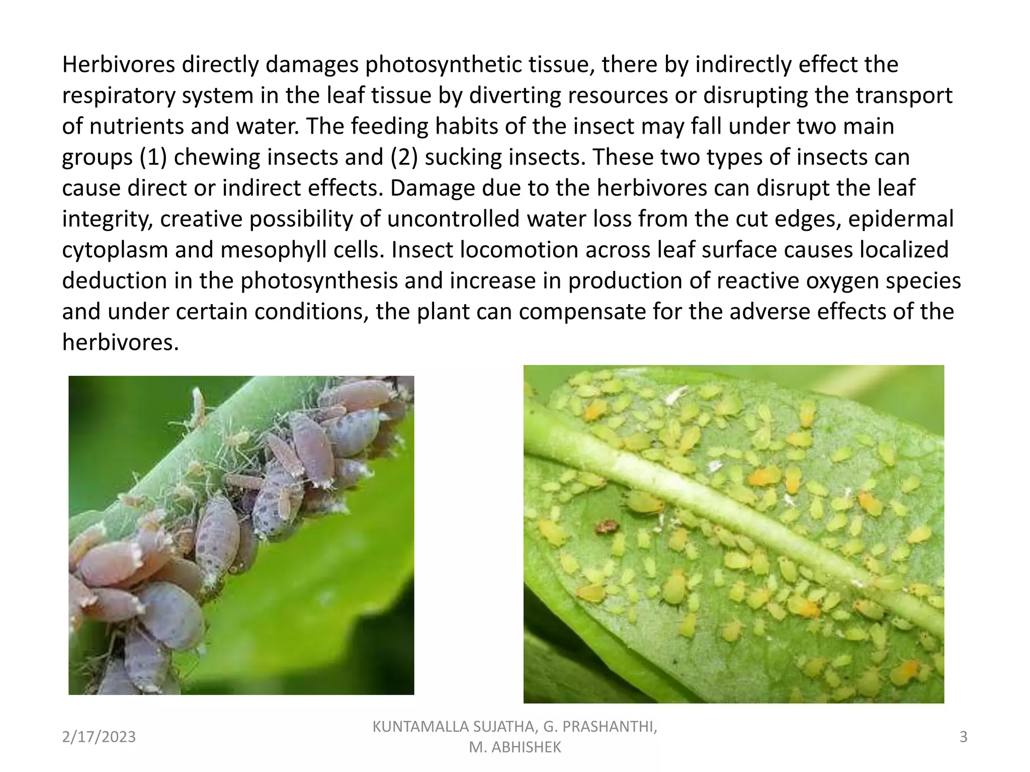 Indirect effect of Feeding by Insects.pptx