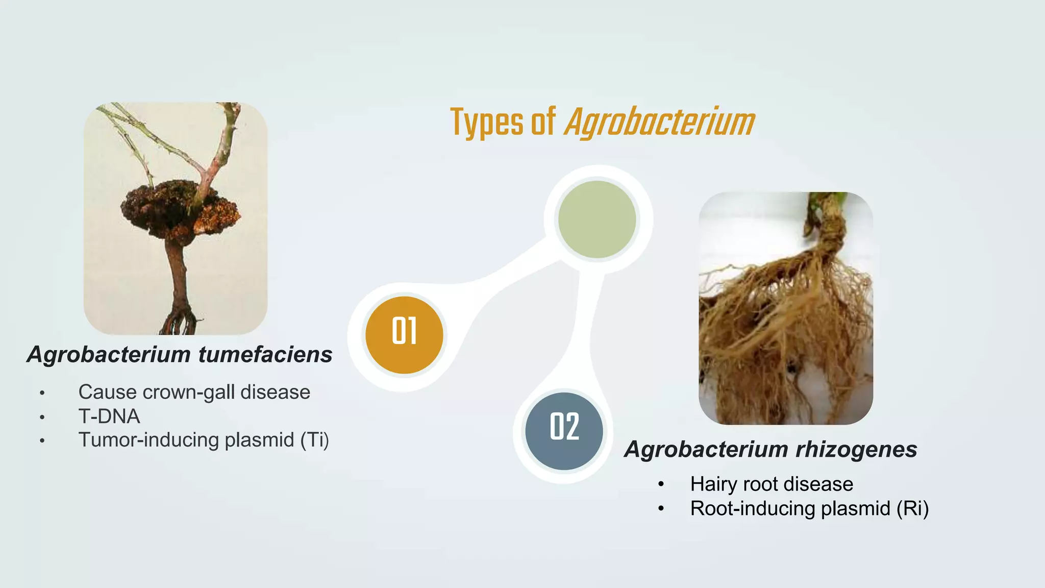 Indirect method of gene transfer.pptx