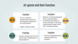 Indirect method of gene transfer.pptx