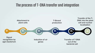 Indirect method of gene transfer.pptx