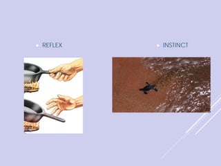 Innate and Instinct behaviour | PDF