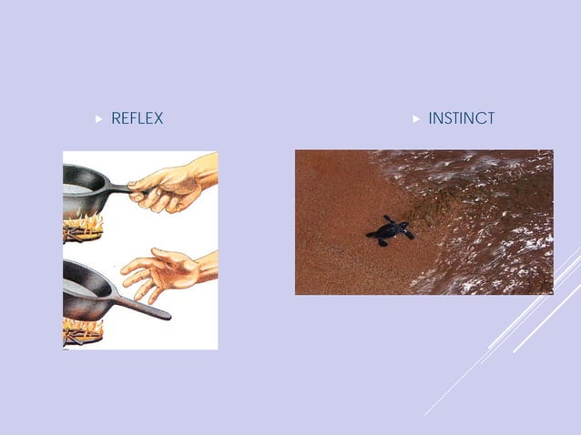 Innate and Instinct behaviour | PDF | Biological Sciences | Science