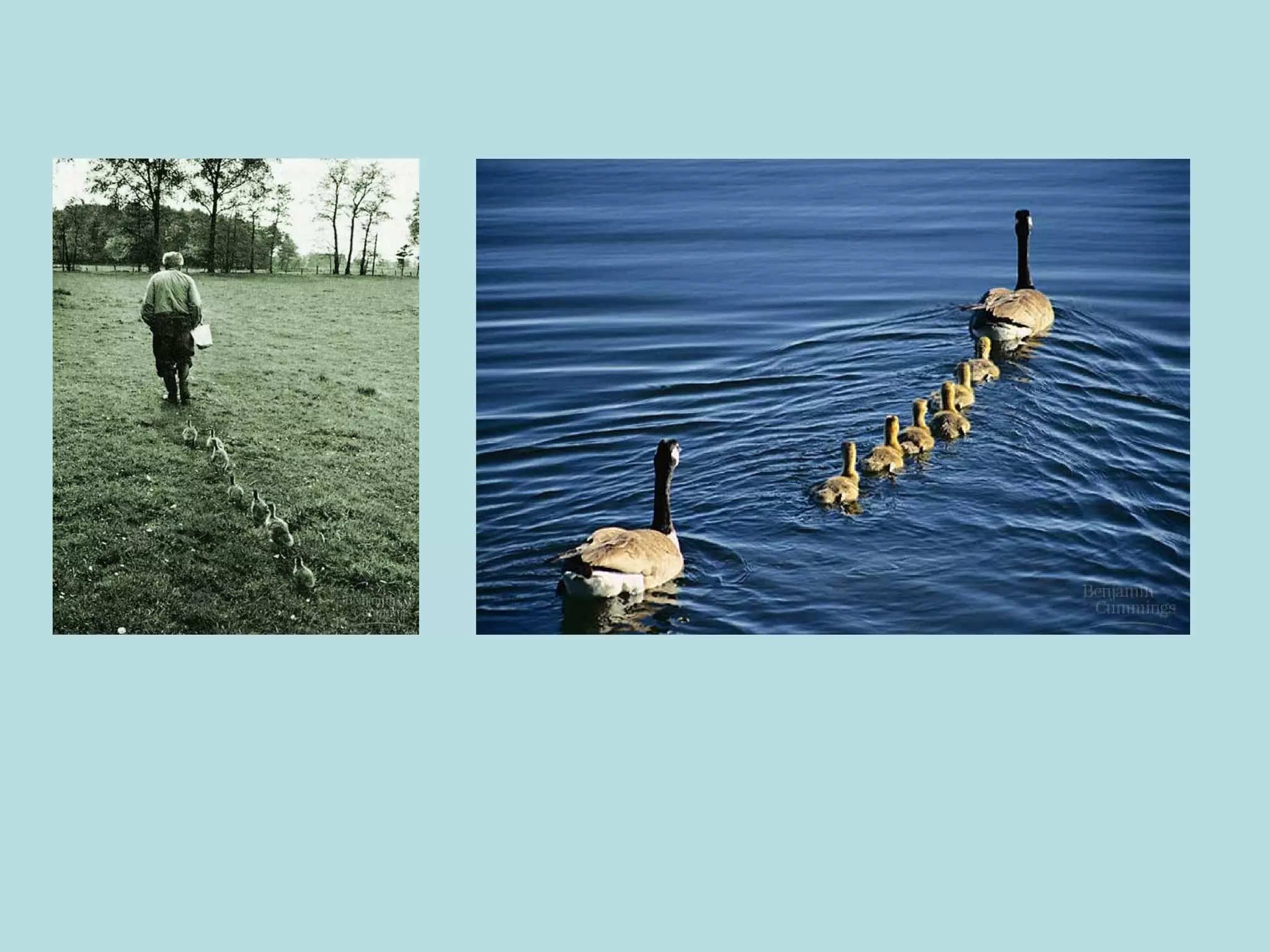 Types of Animal Behaviour (Imprinting and Fixed action pattern) | PDF