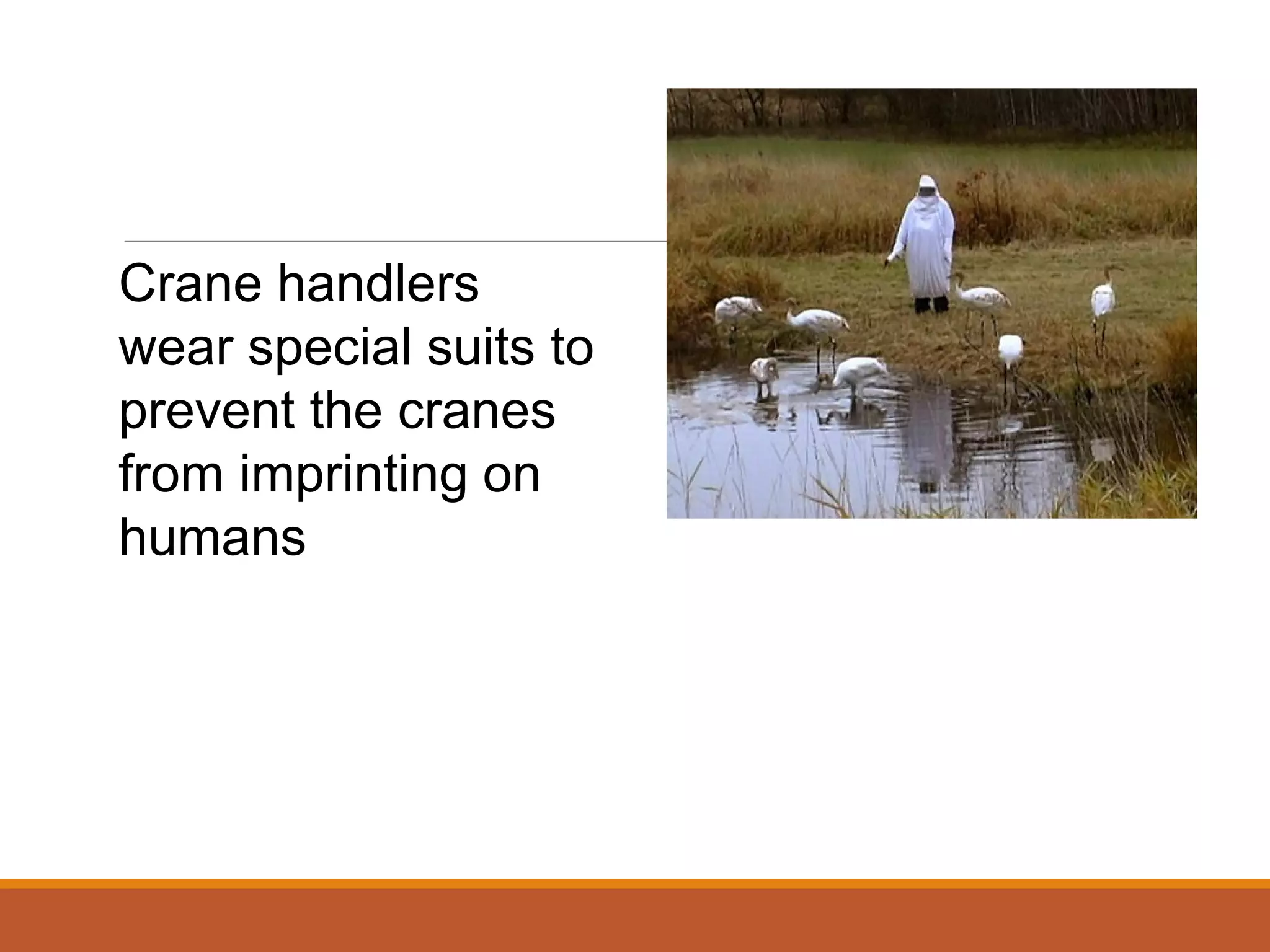 Types of Animal Behaviour (Imprinting and Fixed action pattern) | PDF